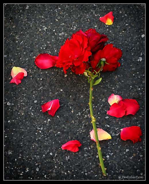 New Poems from Ari Banias: “An Arrow” and “Bouquet” | Tikkun